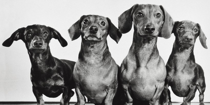 A Thousand Dogs. TASCHEN Books (Klotz, TASCHEN 25 Edition)